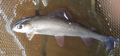 A Quick Guide to Grayling Fishing « www.midclydeanglingassociation.com